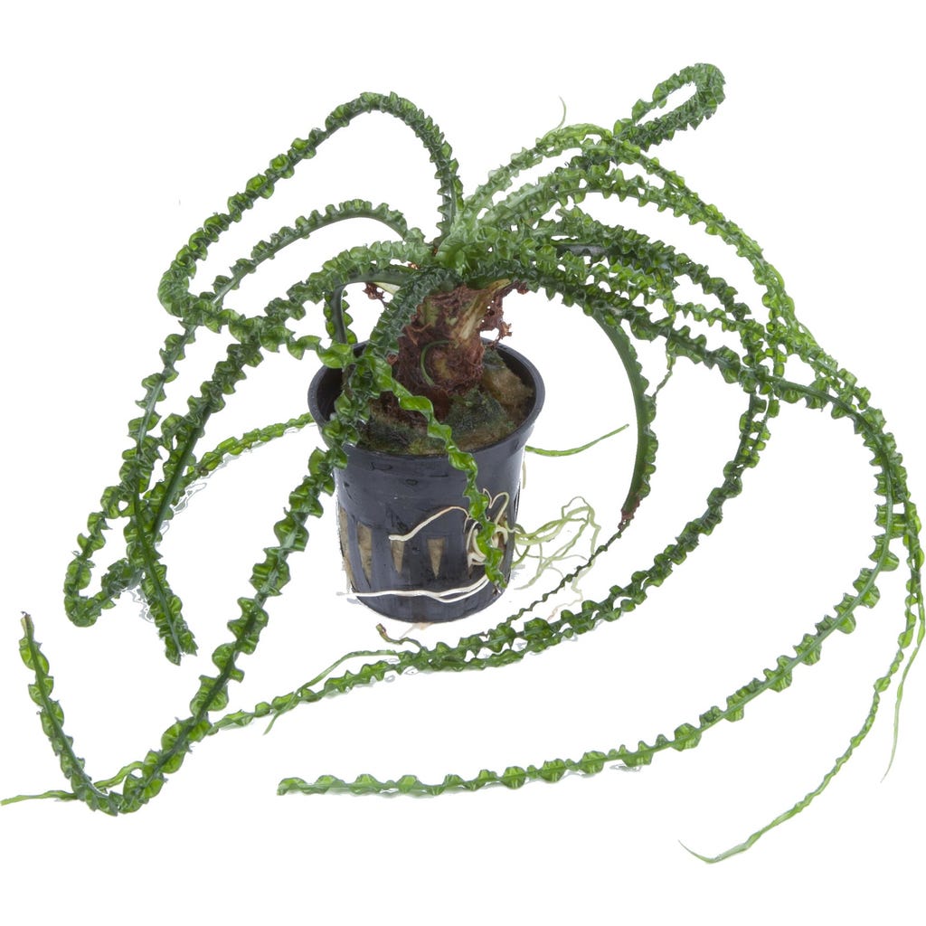 Tropica Crinum Calamistratum Olibetta Online Shop tropica-crinum-calamistratum-olibetta-online-shop