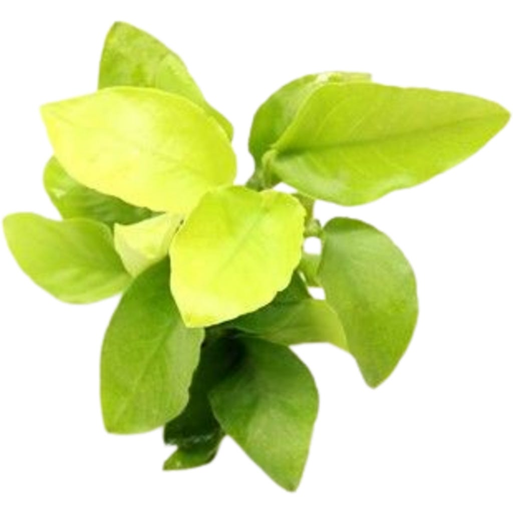 Dennerle Plants Anubias nana Gold - Olibetta Online Shop