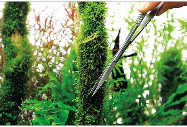 ADA Pro-Scissors Spring - Olibetta Online Shop